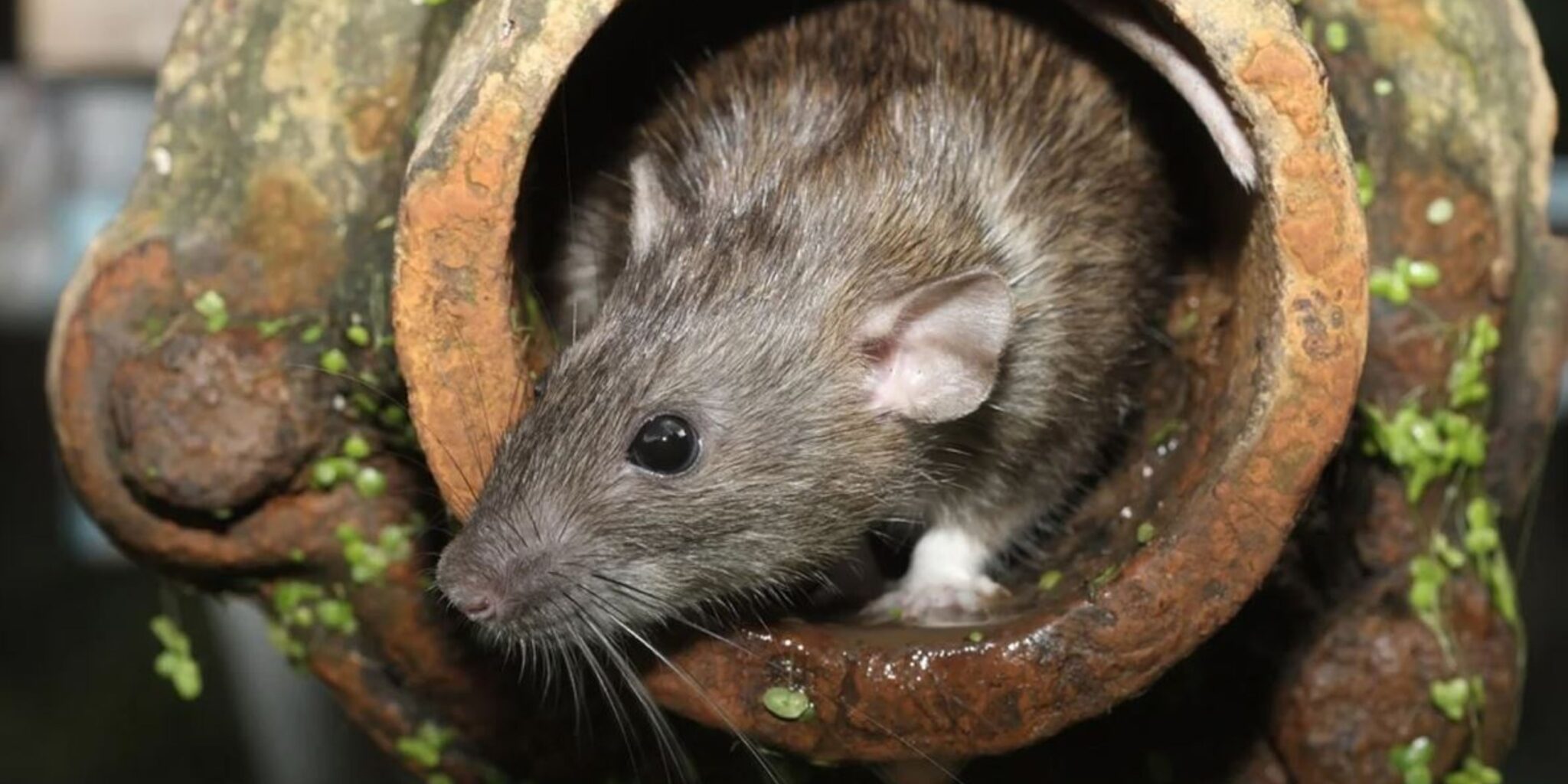 Cara Mudah Basmi Tikus, Jenis-Jenis Tikus Hama - PESTIGO