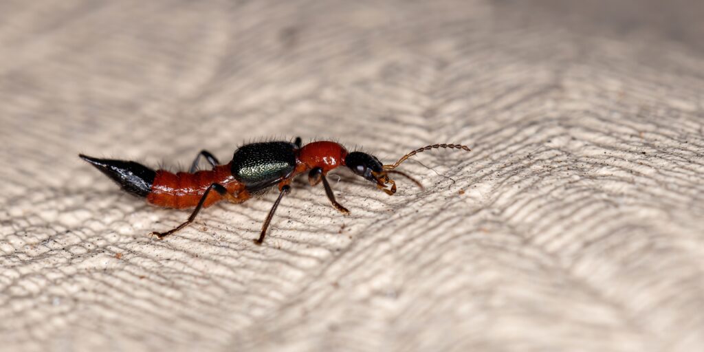 Tomcat Sebabkan Dermatitis Contact Irritant - PESTIGO